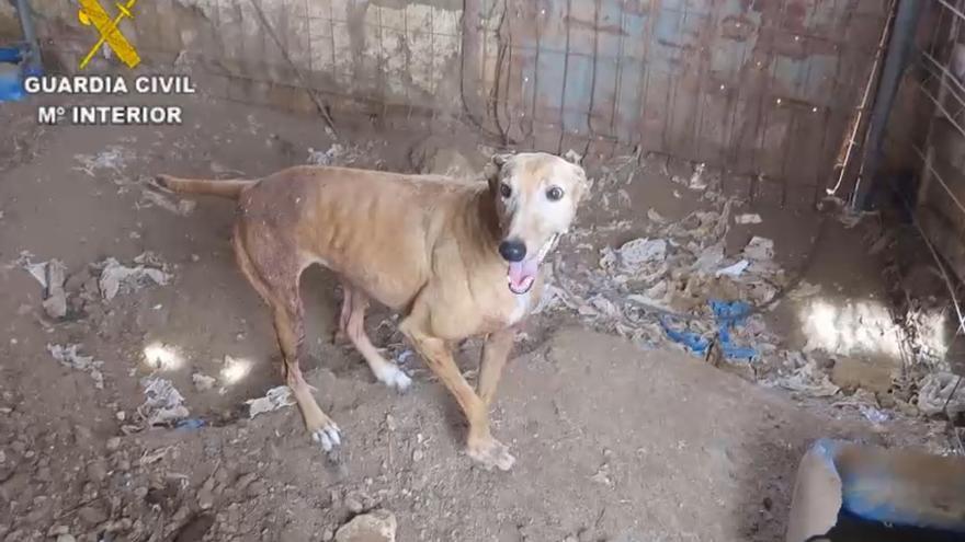 MALTRATO ANIMAL MALLORCA | Dos investigados por tener animales en pésimas condiciones en una ...