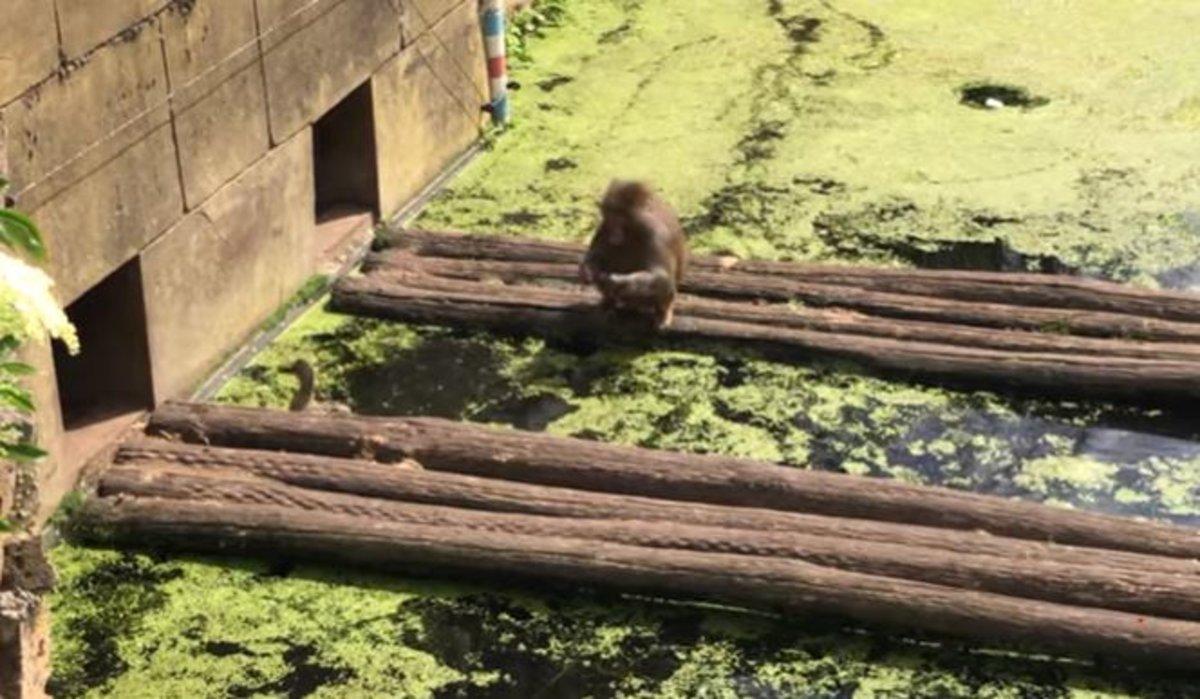 Vídeo | Un mono devora patos en un zoo de Holanda