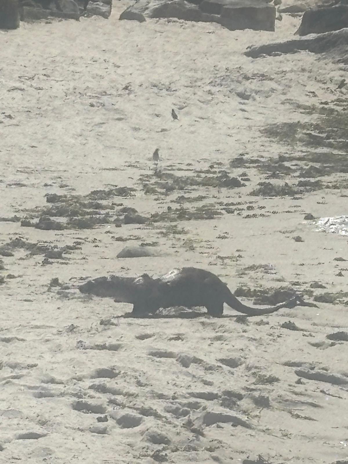 Una nutria, como un bañista más en las playas de Coruxo
