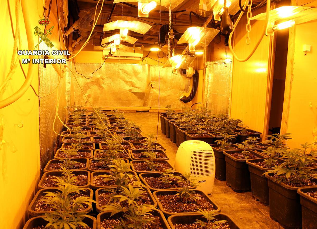 Invernaderos marihuana Murcia | Desmantelan en Murcia dos invernaderos clandestinos de marihuana