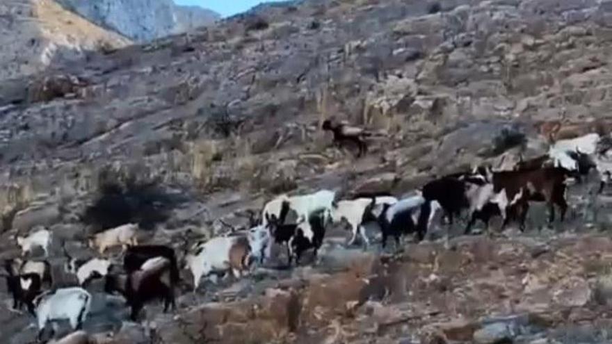 Cerco a la plaga de cabras asilvestradas en Callosa de Segura