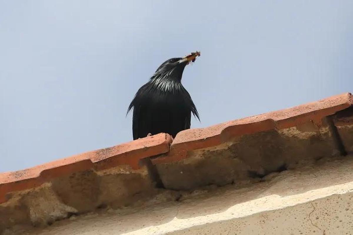 Ecologistas alertan en Elche del impacto de las obras de San Antón y ...