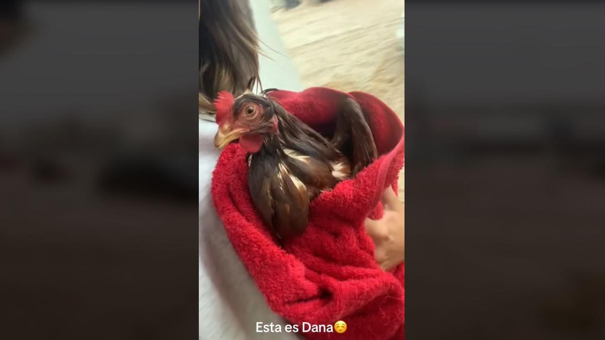 DANA en Baleares | La historia de Dana, la gallina rescatada en las ...