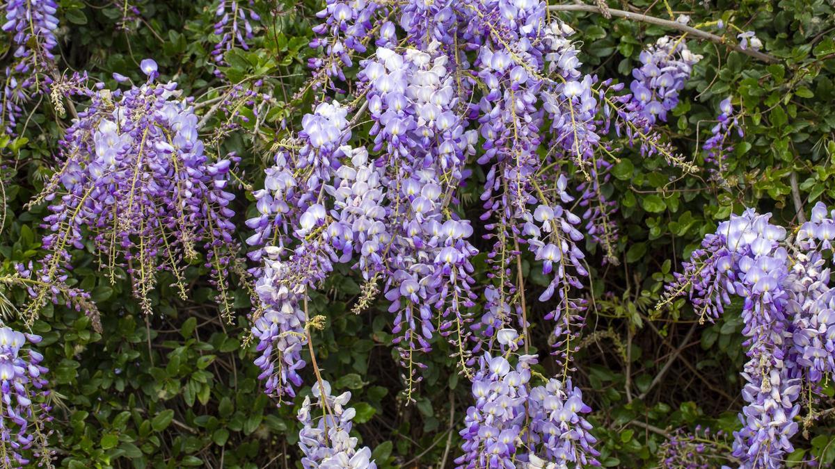 Las 10 plantas enredaderas para exterior más espectaculares ...