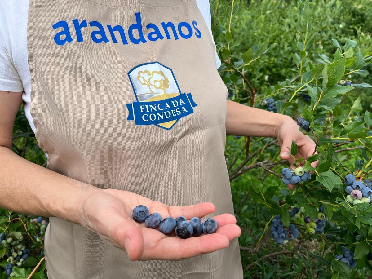 ¿Arándanos? Yo me los cojo, yo me los como