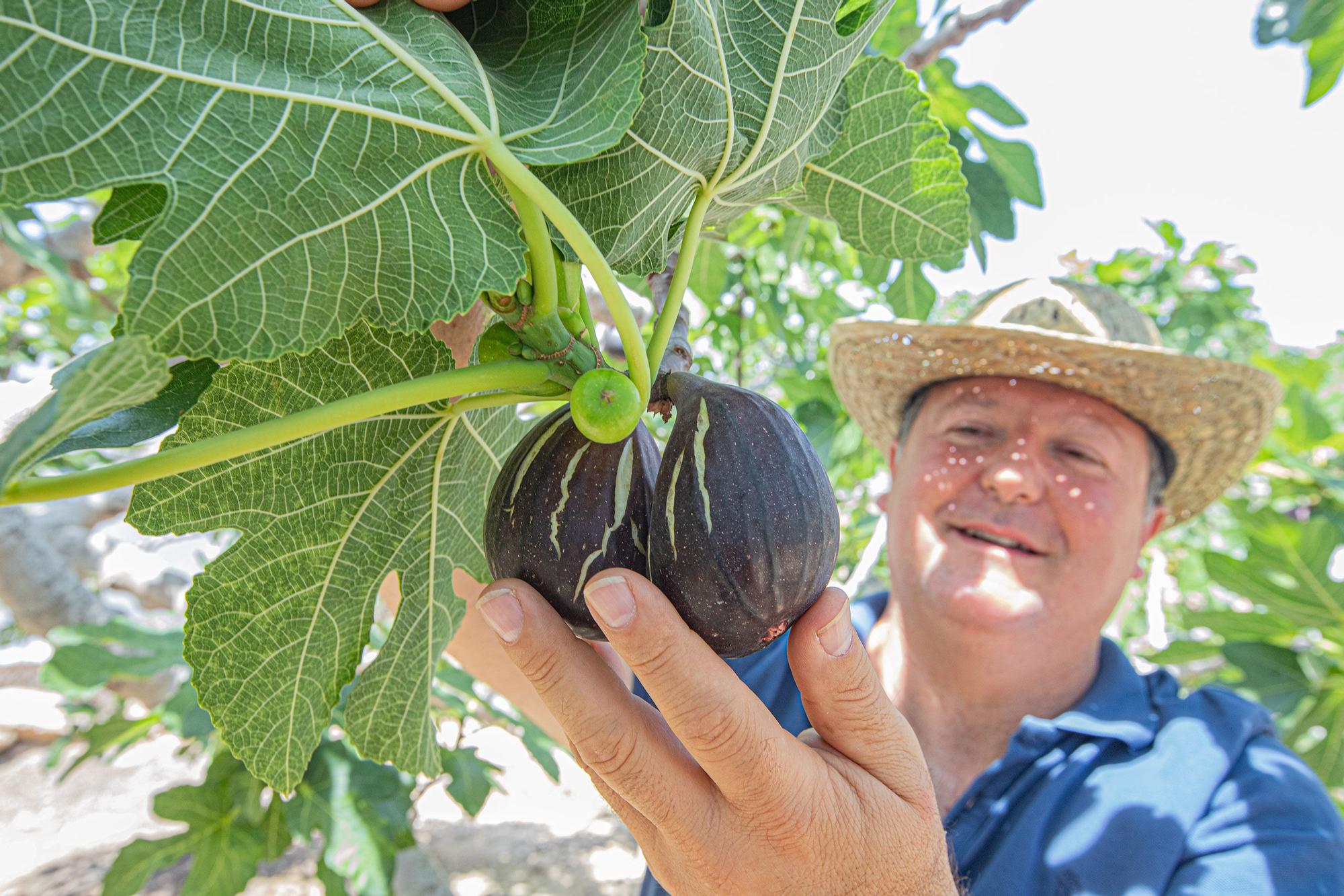 Primer corte de la breva de Albatera
