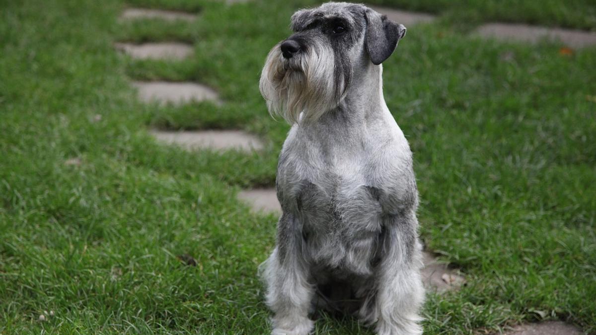 Descubre las mejores razas de perros medianos: ¡tu compañero perfecto ...