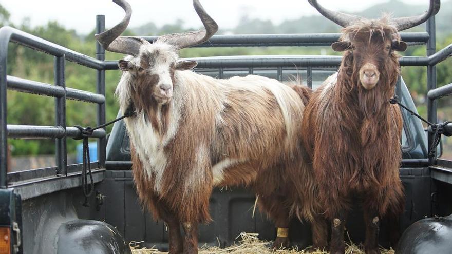 Ganadería razas Canarias: 7.500 muestras de semen de pura raza ...
