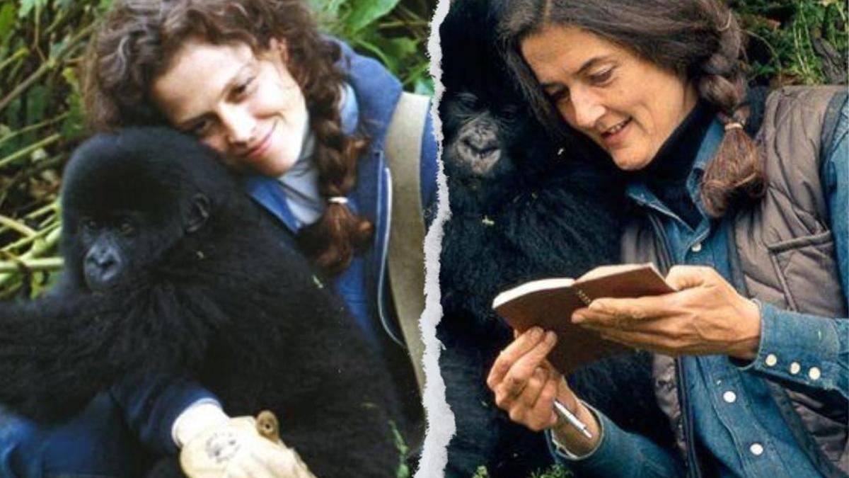 Dian Fossey: la investigadora real detrás de 'Gorilas en la niebla'