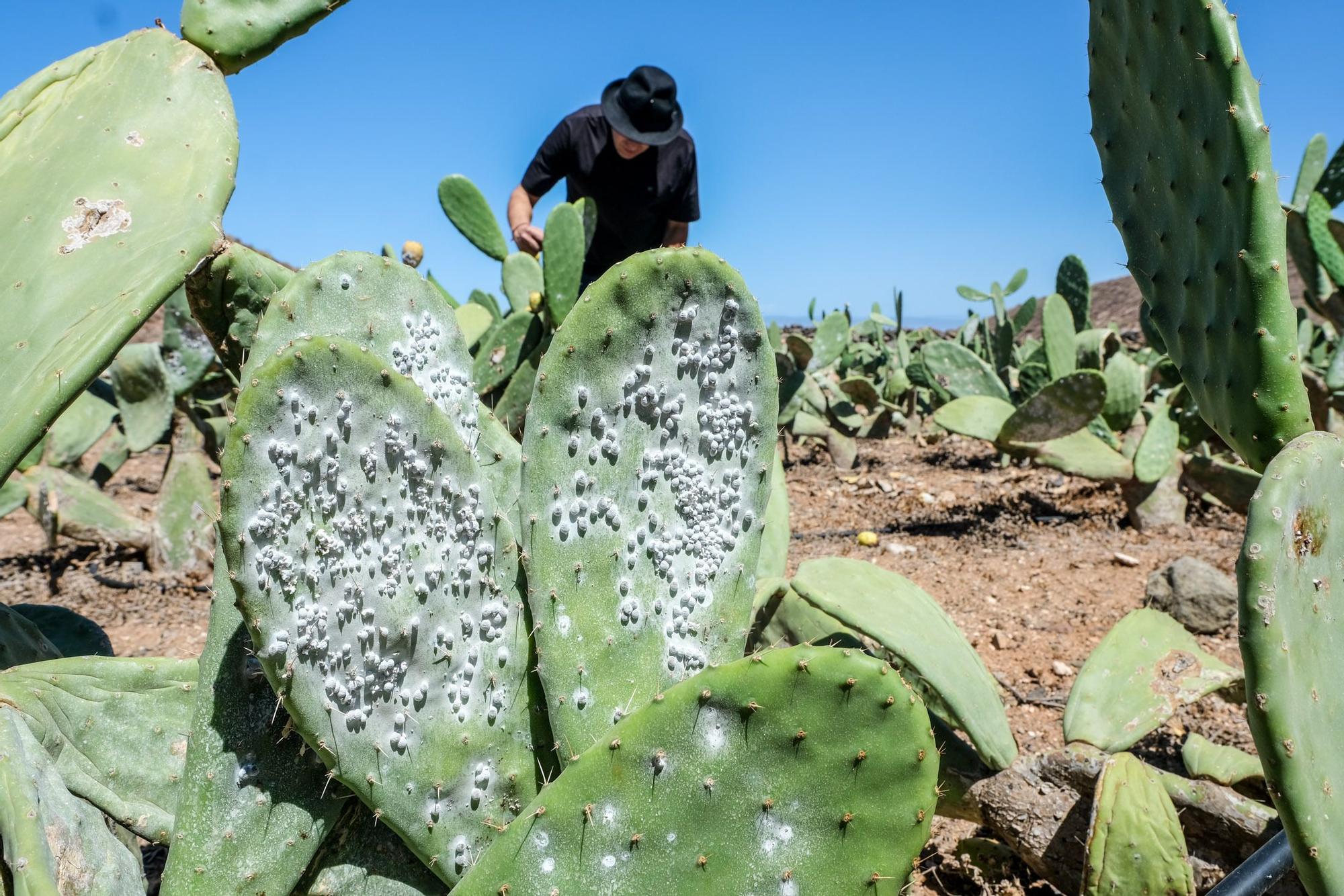 Lorenzo Pérez Jiménez, productor de cochinilla con denominación de origen