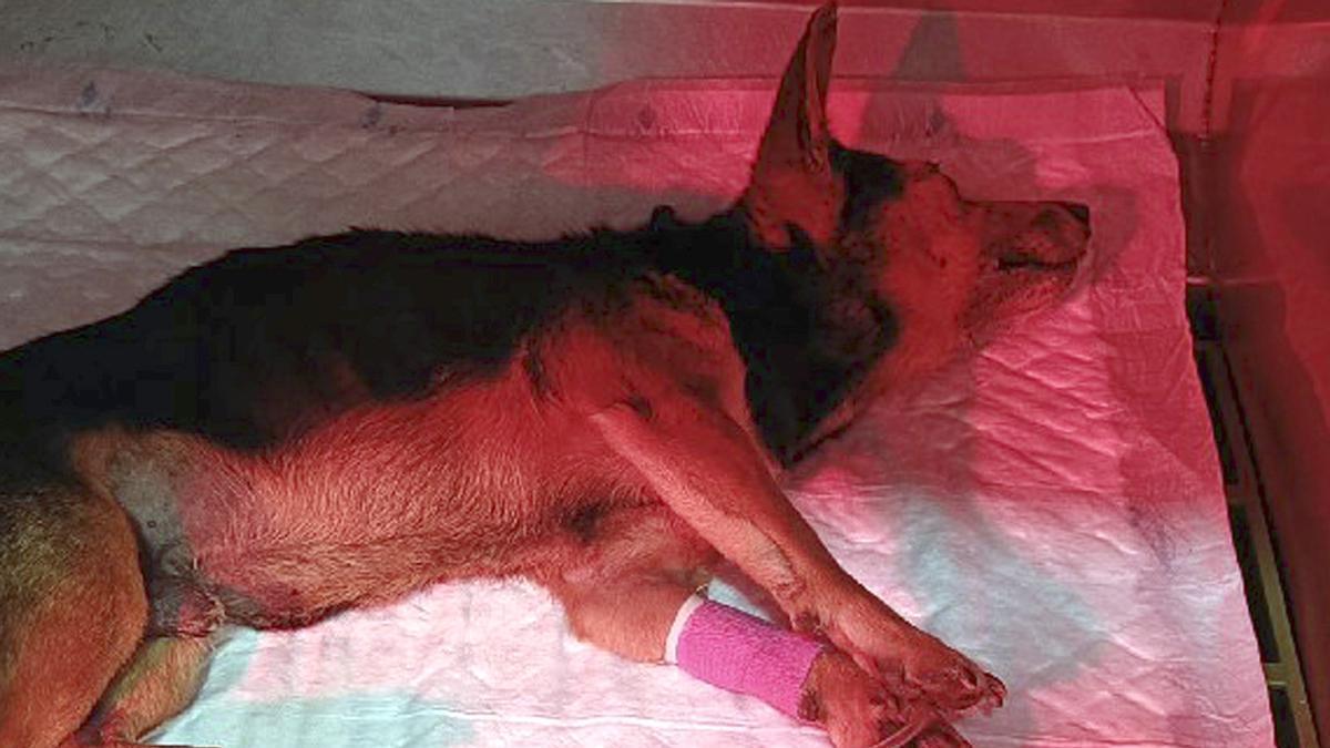 Maltrato animal Torre Pacheco | Investigan a dos vecinos de Torre ...