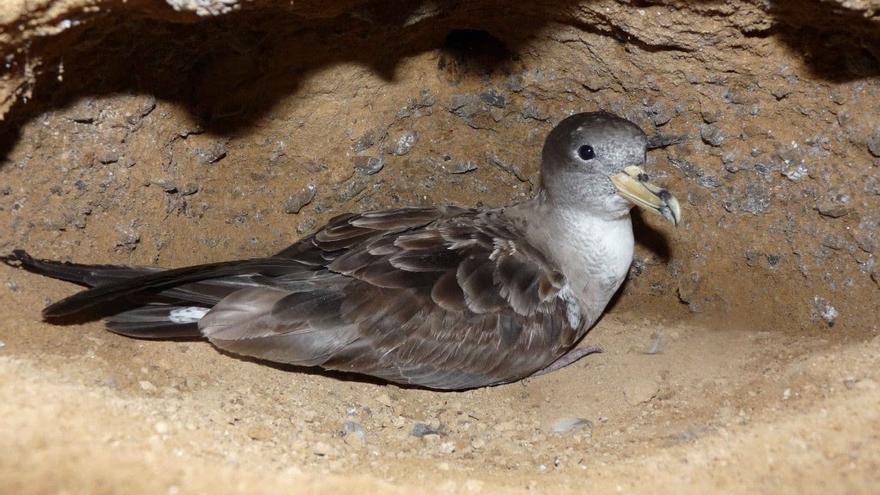 SEO/BirdLife se persona en el procedimiento abierto contra tres ...