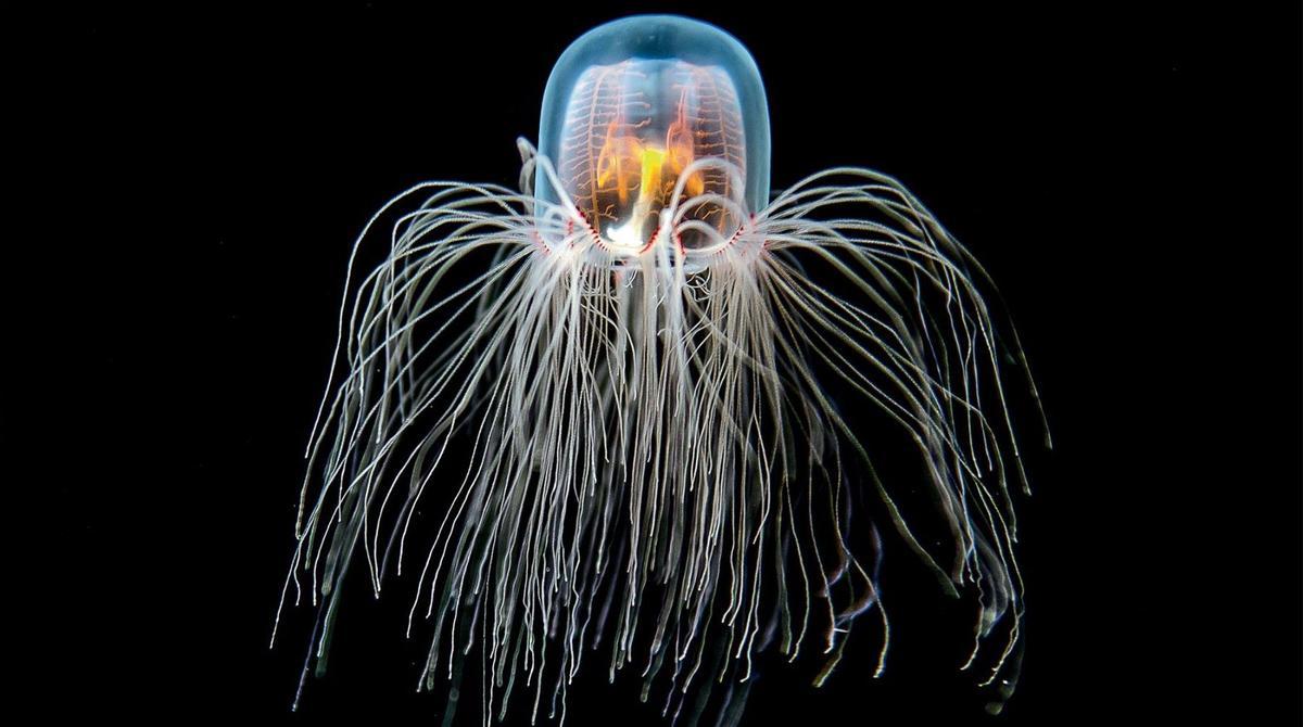 Investigan los secretos de una medusa inmortal