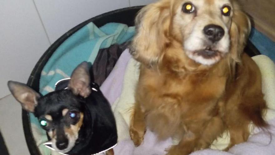 HOGAR PARA DOS PERRITAS "HERMANAS" EN O MORRAZO: La Protectora hace un ...