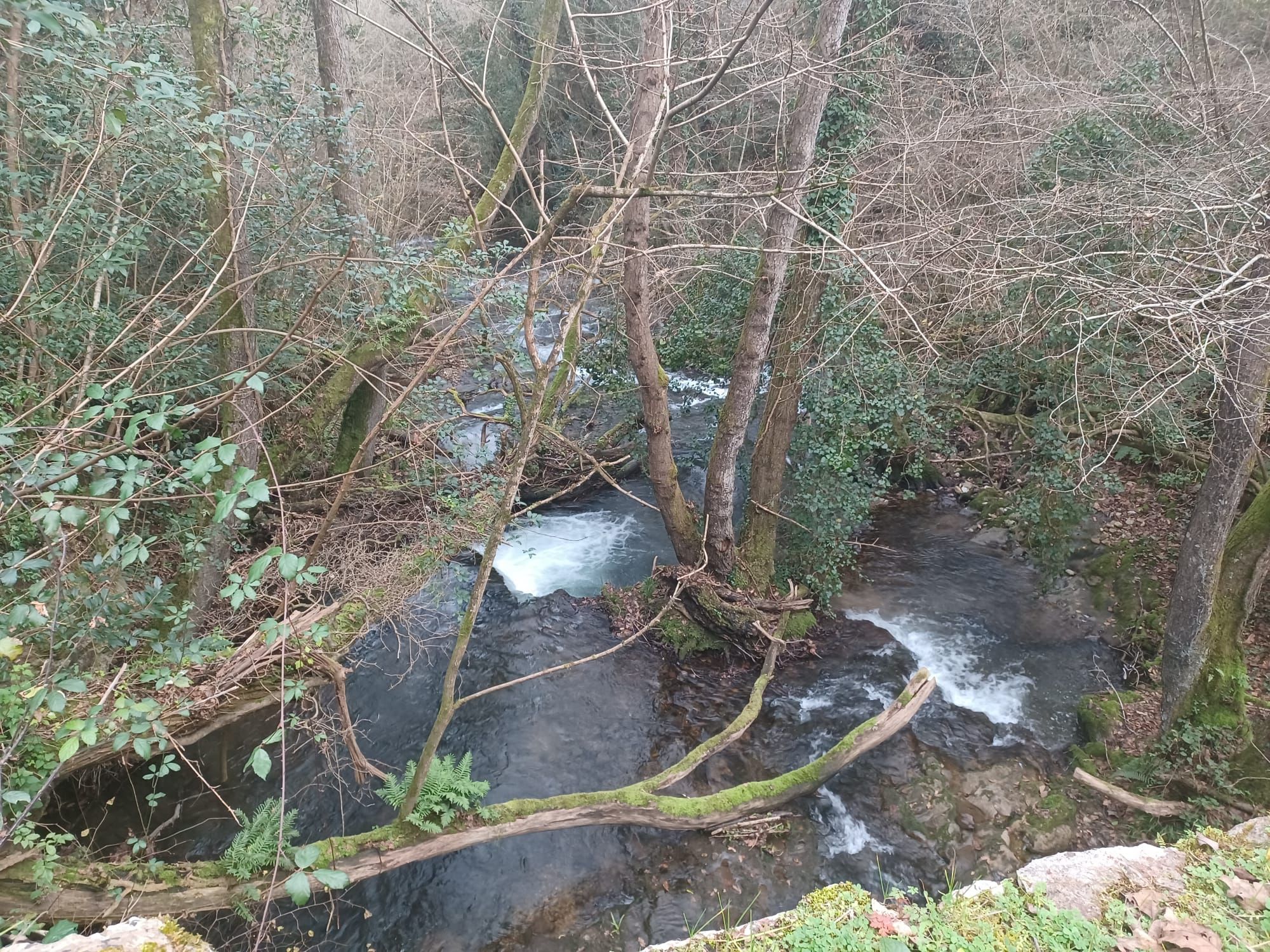 La ruta del bosque viejo de Báscones, un baño de historia y naturaleza ...