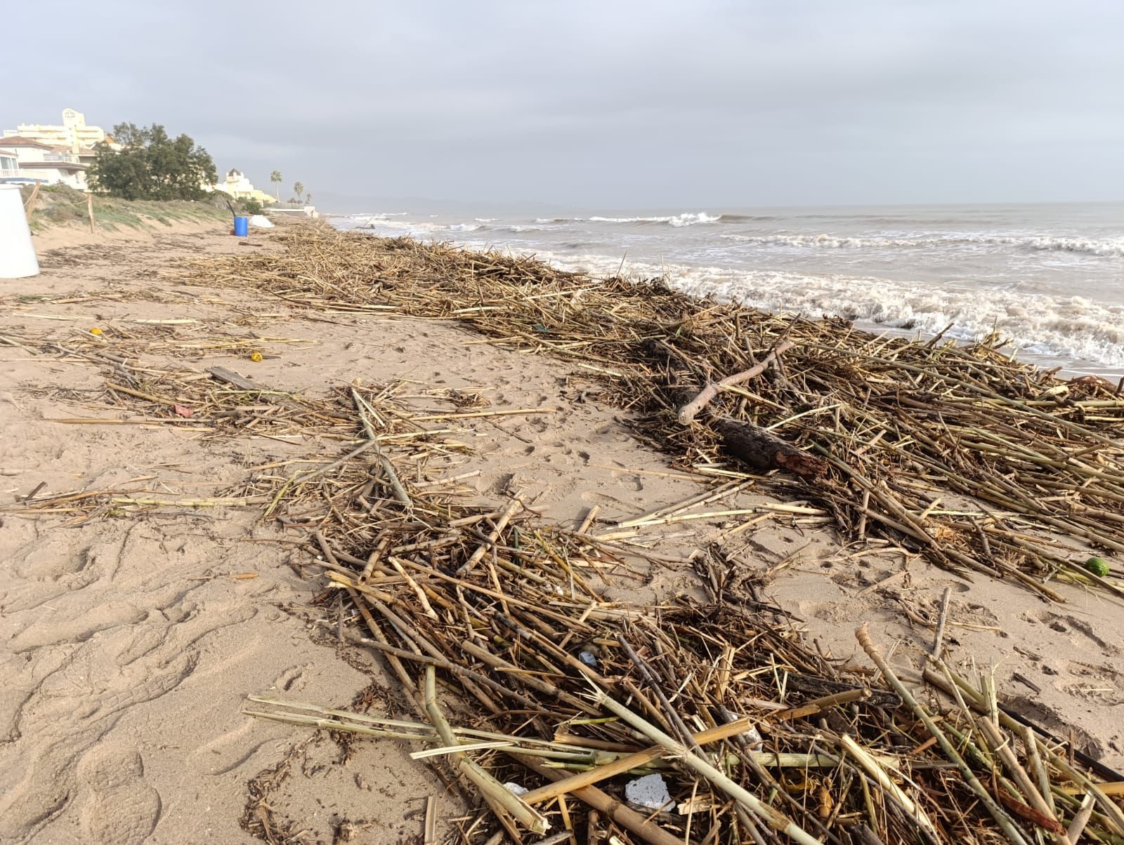 Así se han llenado de cañas las playas de Gandia y Tavernes de la Valldigna
