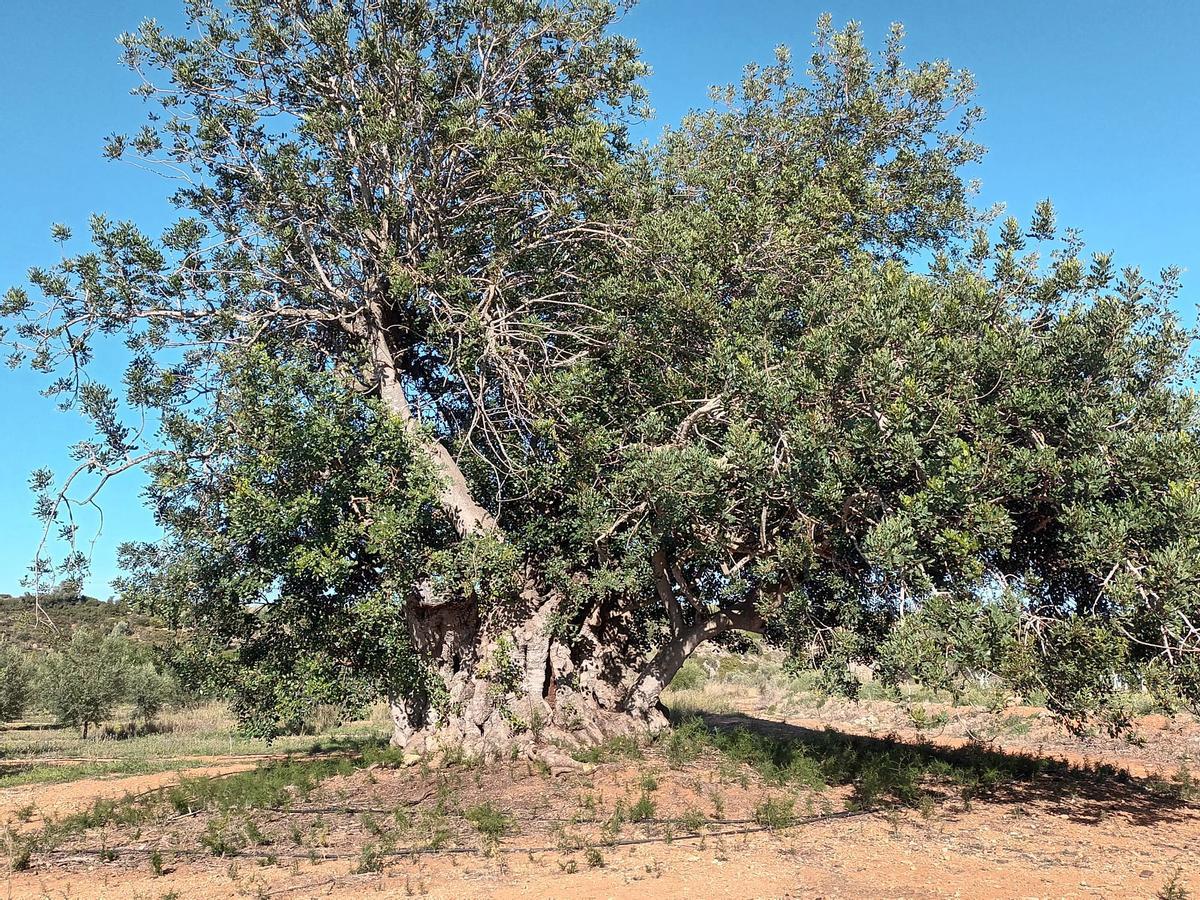 Un rayo destroza un árbol monumental de 1.500 años de un pueblo de ...