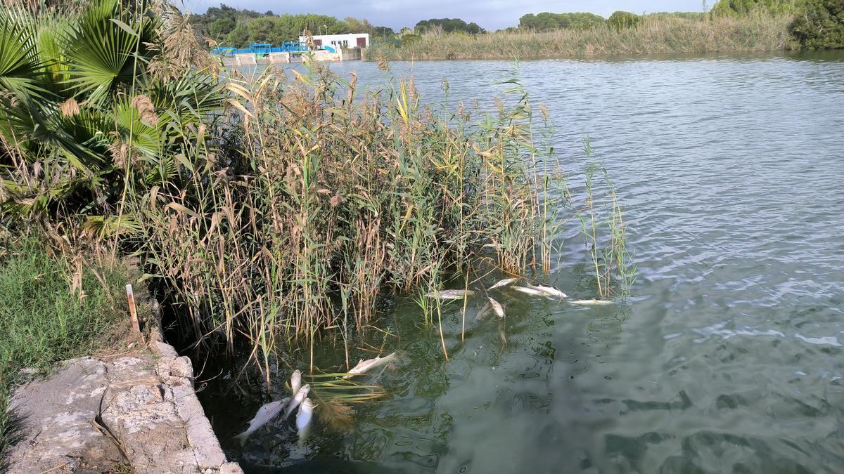 El mar saca cientos de peces muertos en el Perellonet