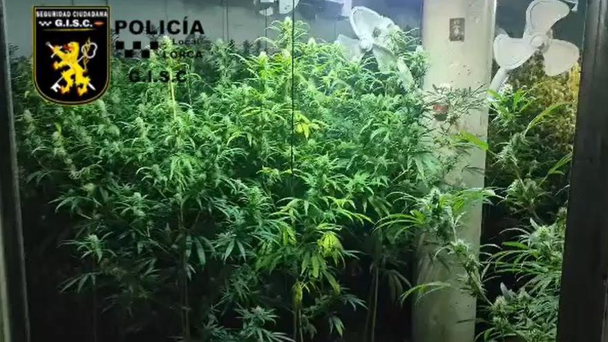Descubren un ‘bosque’ de plantas de marihuana en Lorca - La Opinión de Murcia