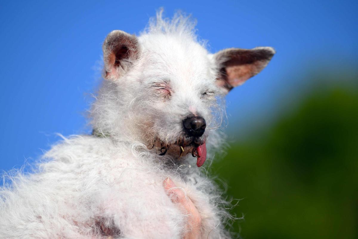 Estos son los perros más feos del mundo