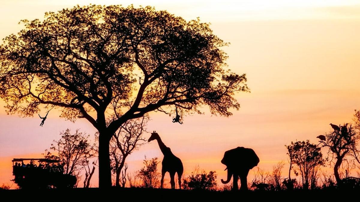Consejos para ir de safari