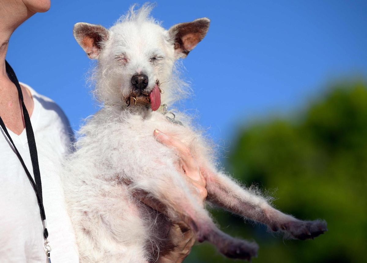 Estos son los perros más feos del mundo