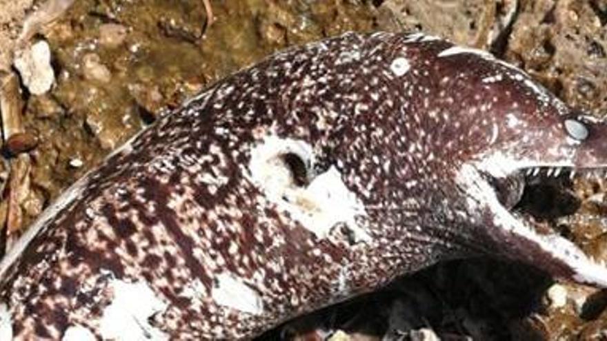 Descartan la pesca como causa de muerte de 50 morenas en Ibiza