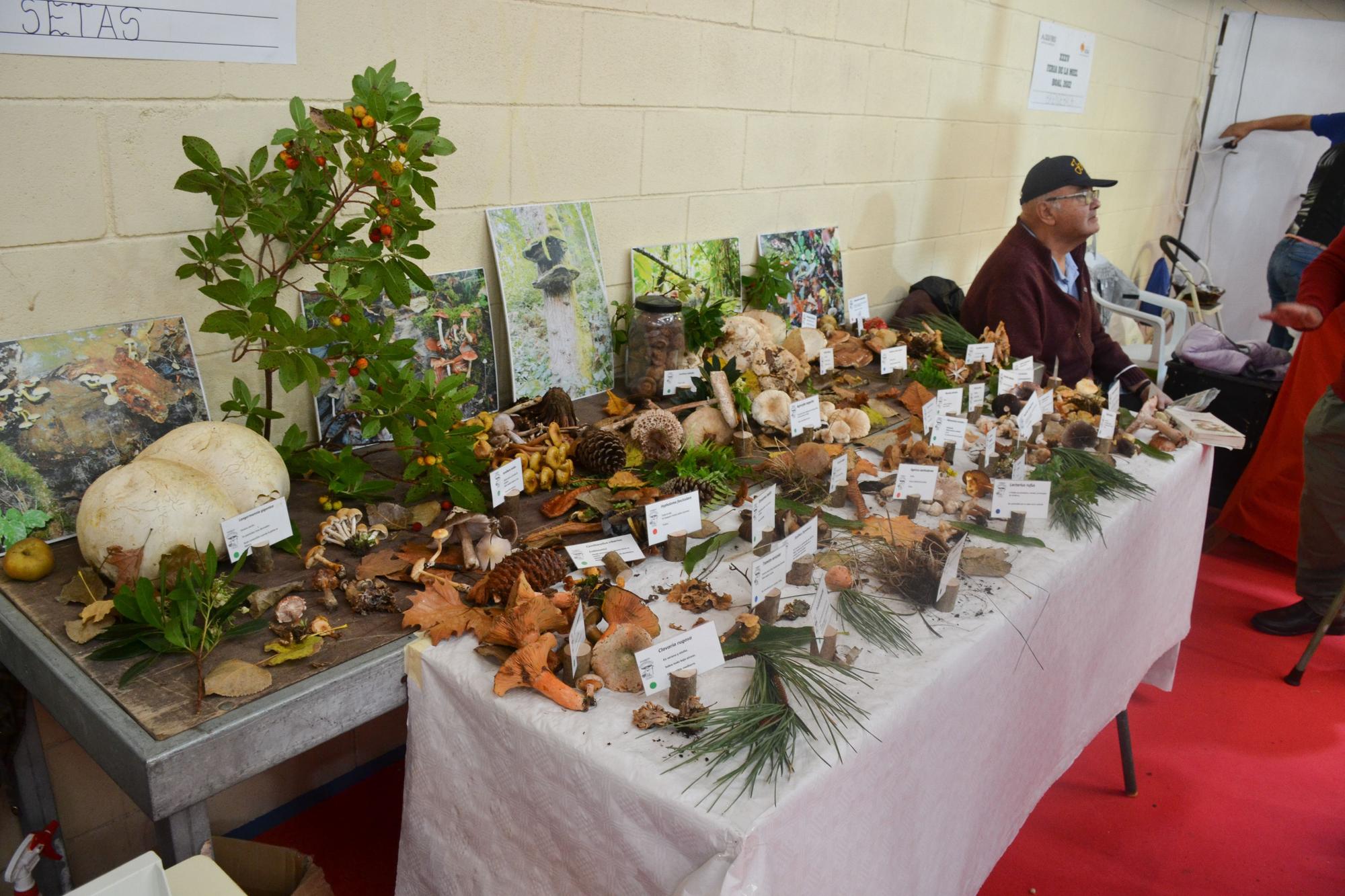 En imagenes: XXXV Feria de la miel en Boal