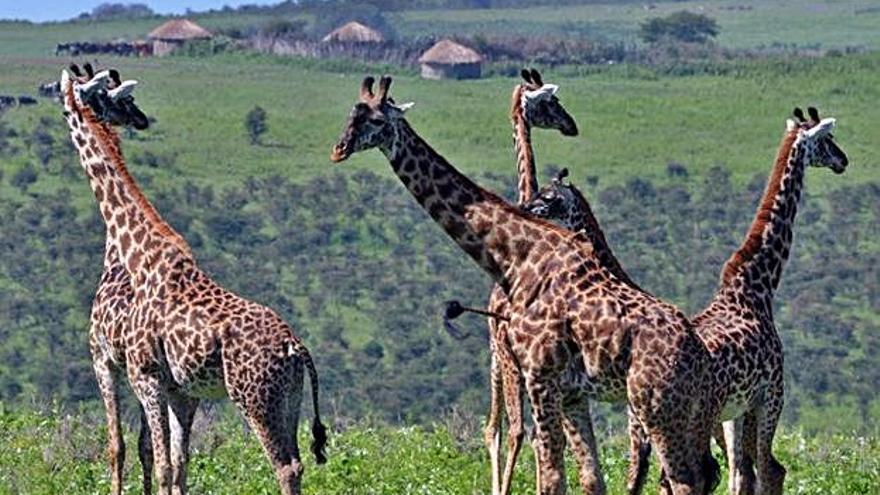 Con Ciencia | Jirafas gregarias - Diario de Mallorca