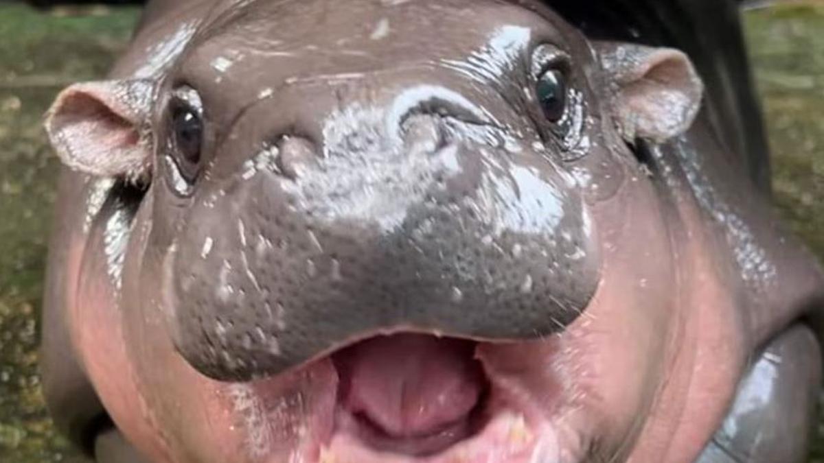NAIXEMENT HIPOPÒTAM MOO DENG | Així és l'adorable hipopòtam pigmeu ...