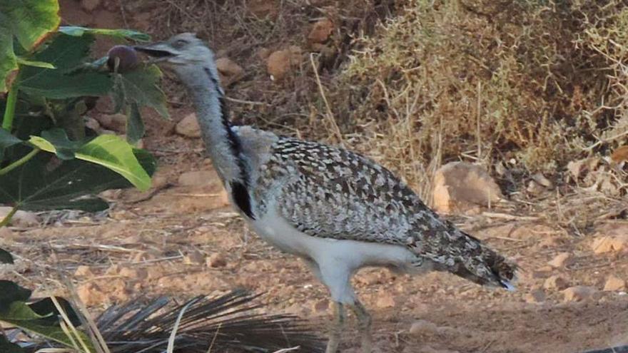 Los científicos confirman por primera vez que la hubara canaria vuela ...
