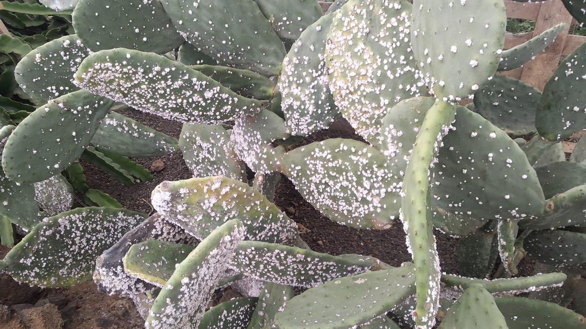 PLAGA COCHINILLA MEXICANA CANARIAS: La cochinilla mexicana es declarada ...