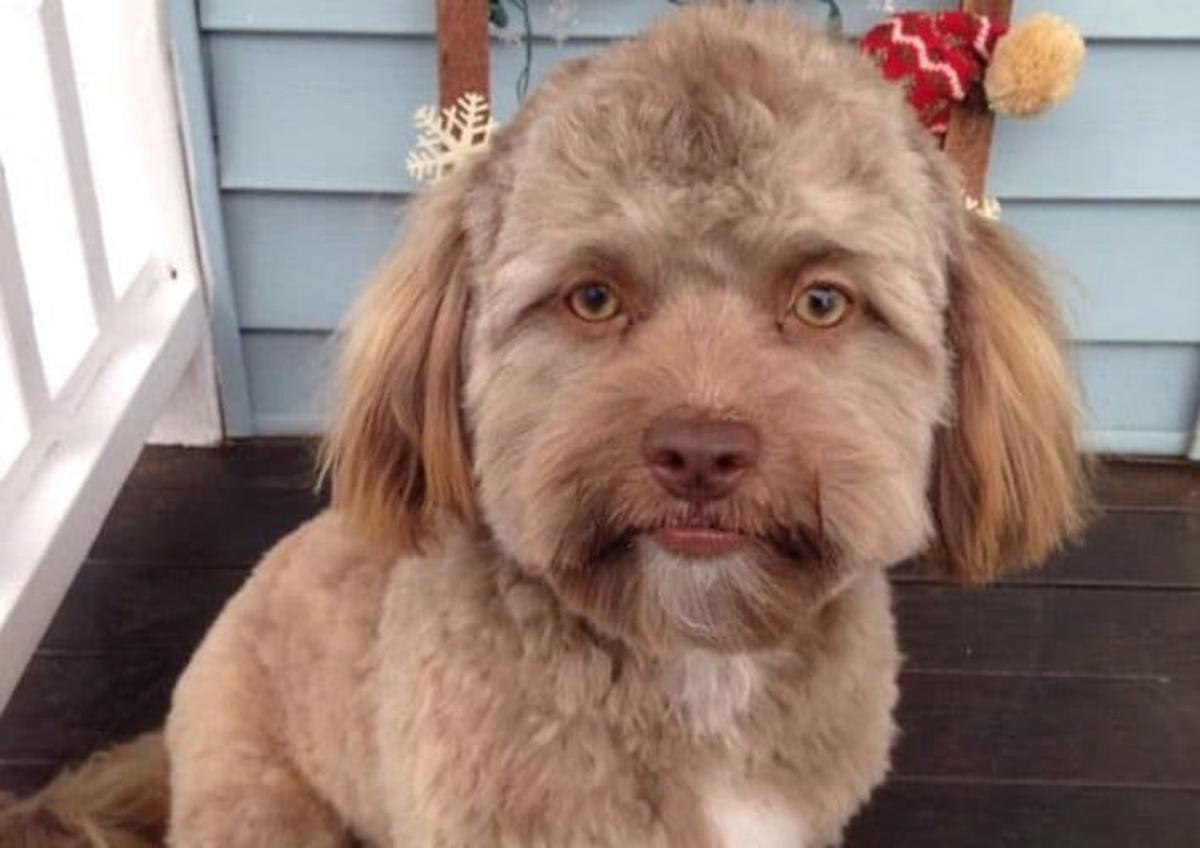Yogi, el perro con cara de humano que arrasa en las redes sociales
