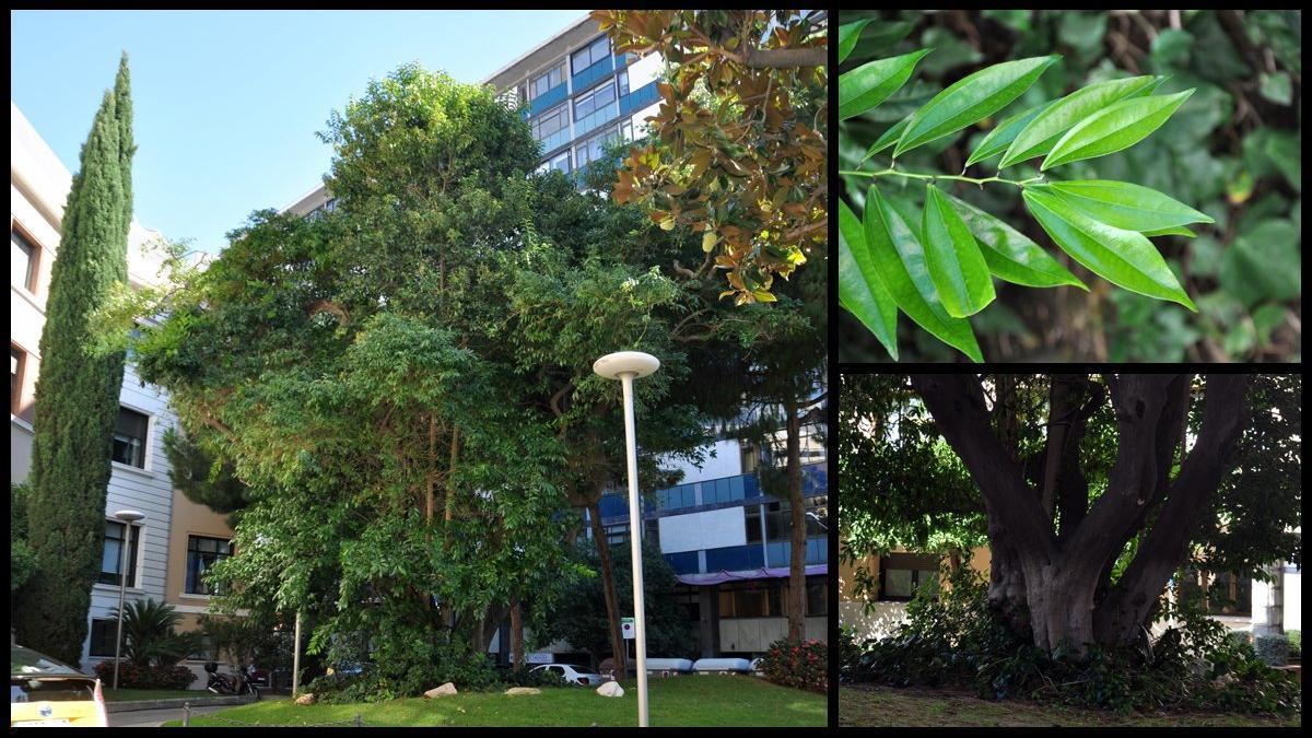 El cóculo del patio de la Clínica Corachán