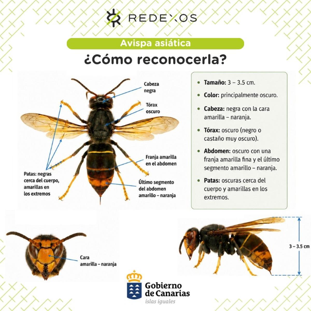 Canarias detecta por primera vez la avispa asiática: qué es, cómo ...