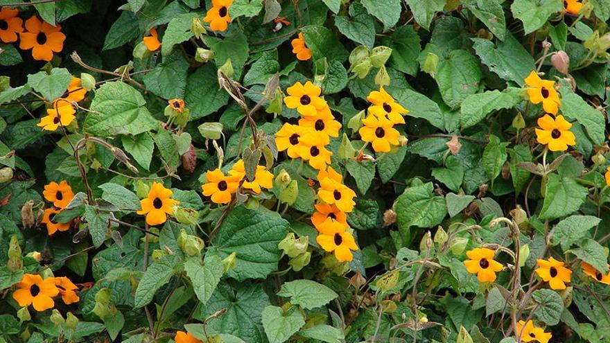 Las 10 plantas enredaderas para exterior más espectaculares ...