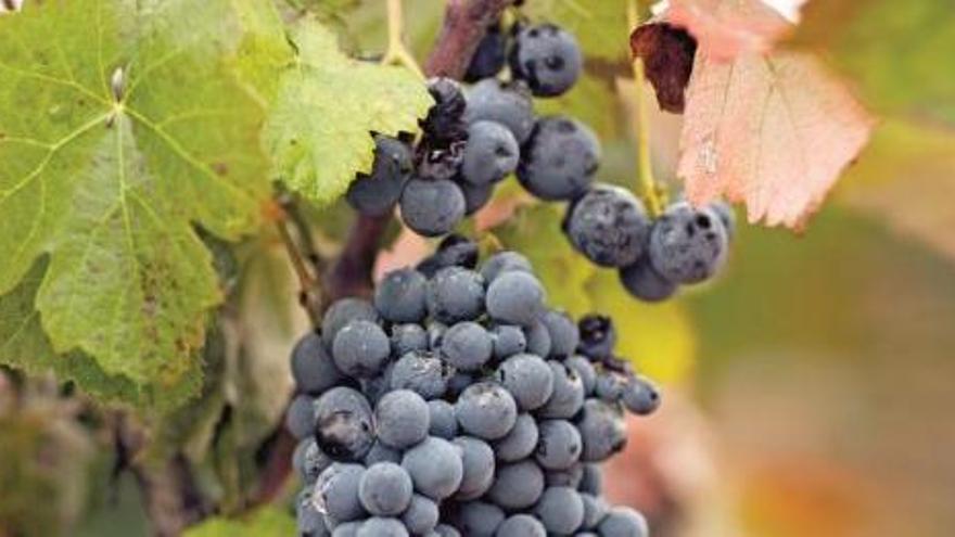 Un traje a medida para el bobal