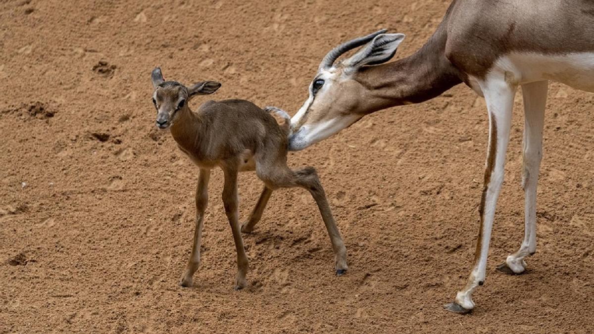 Nace en Valencia una gacela de la que solo quedan 200 ejemplares en el planeta