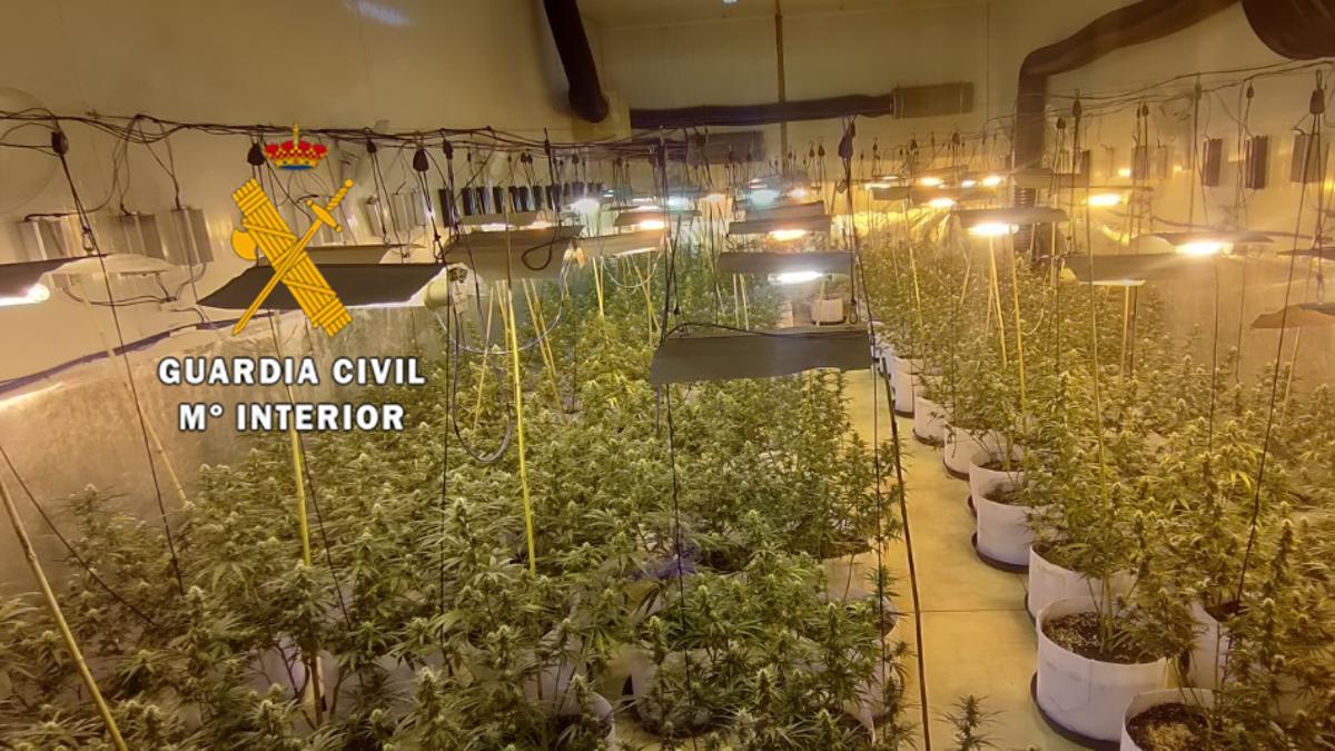 MARIHUANA EN EL GUADALHORCE: Desmanteladas tres plantaciones en Cártama, Coín y Álora