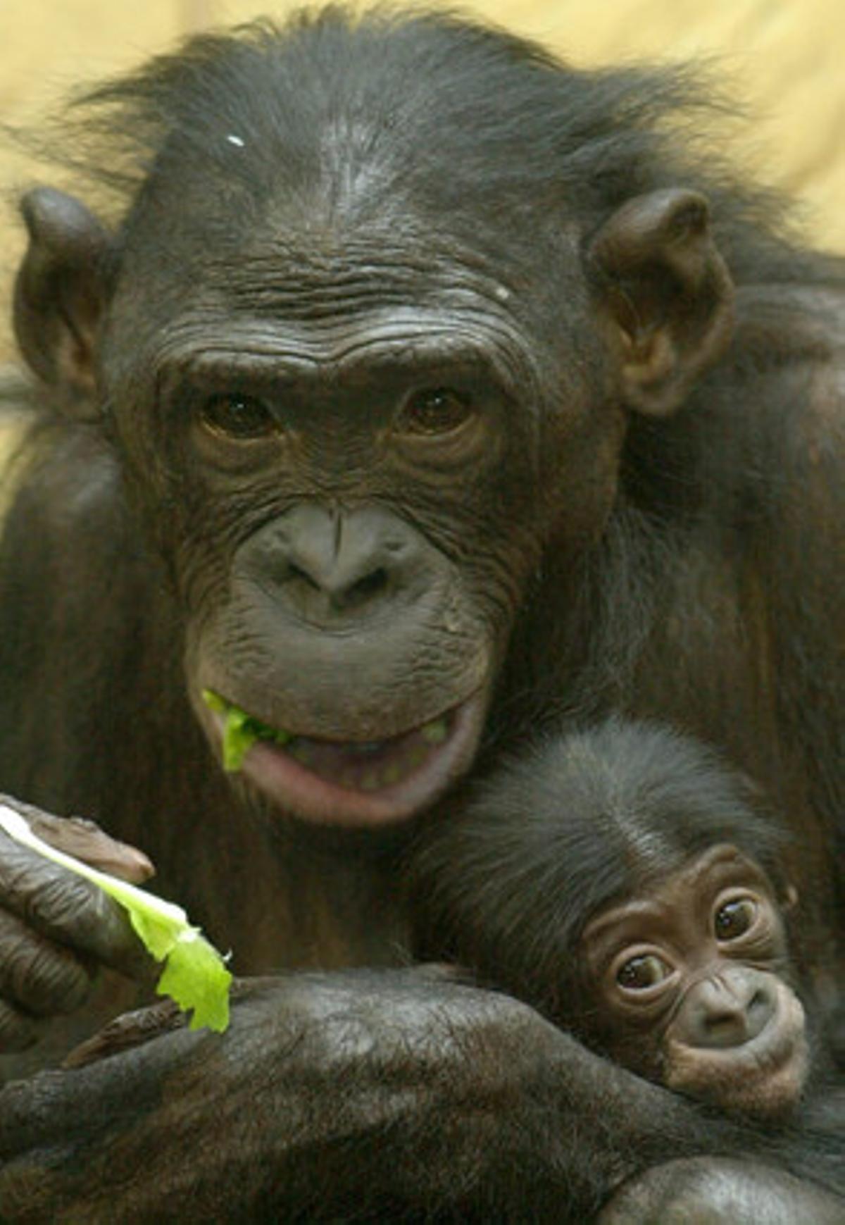 Los bonobos jóvenes gestionan sus emociones como los niños
