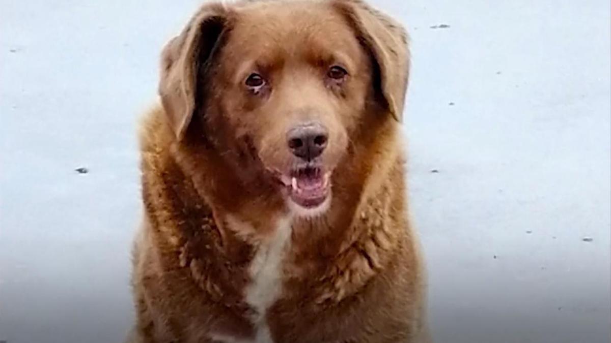 BOBBY EL PERRO MÁS VIEJO DEL MUNDO | ¡Rompiendo récords! Conoce a Bobi ...