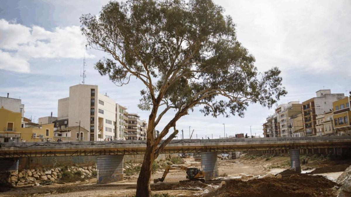 Reconstrucción: Paiporta repondrá más del 40% del arbolado y los ...