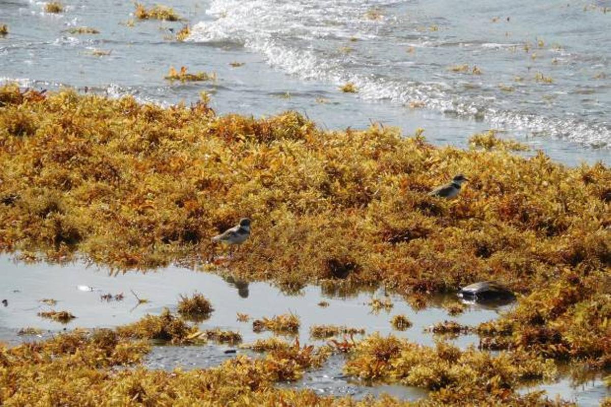 ALGAS COMBUSTIBLE VERDE | Las algas marinas podrían ser el nuevo ... ALGAS COMBUSTIBLE VERDE | Las algas marinas podrían ser el nuevo ...