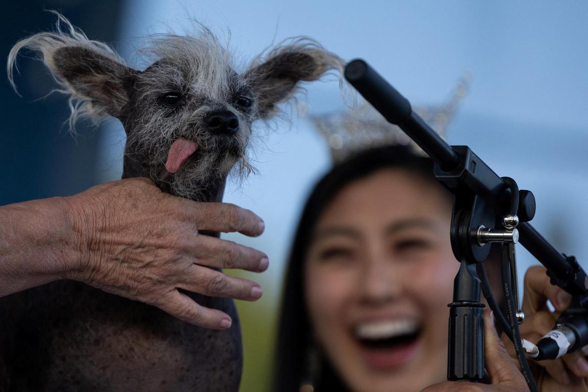 Estos son los perros más feos del mundo | FOTOS