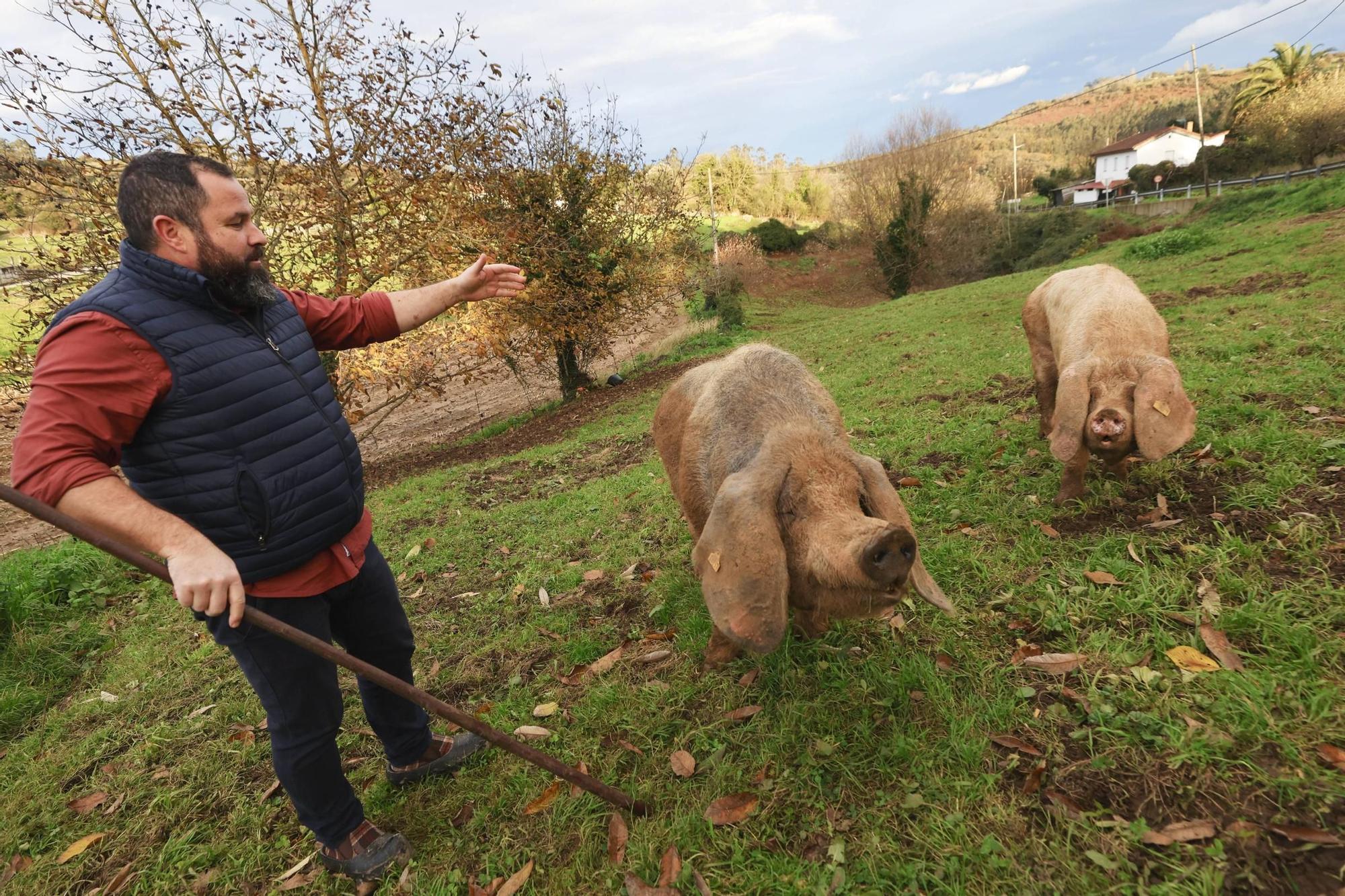 La encrucijada del gochu asturcelta