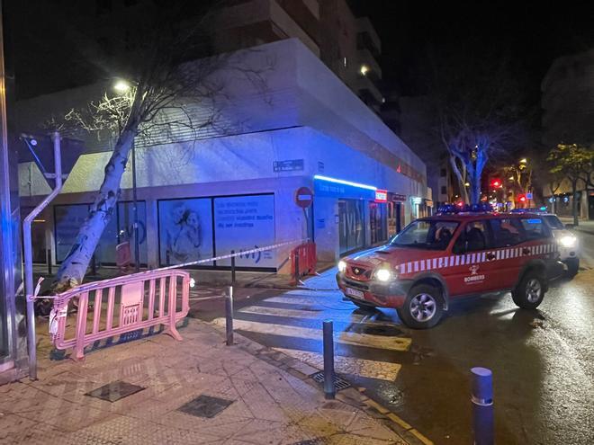 Temporal Ibiza | La tormenta arranca un árbol y lo tumba contra una ...