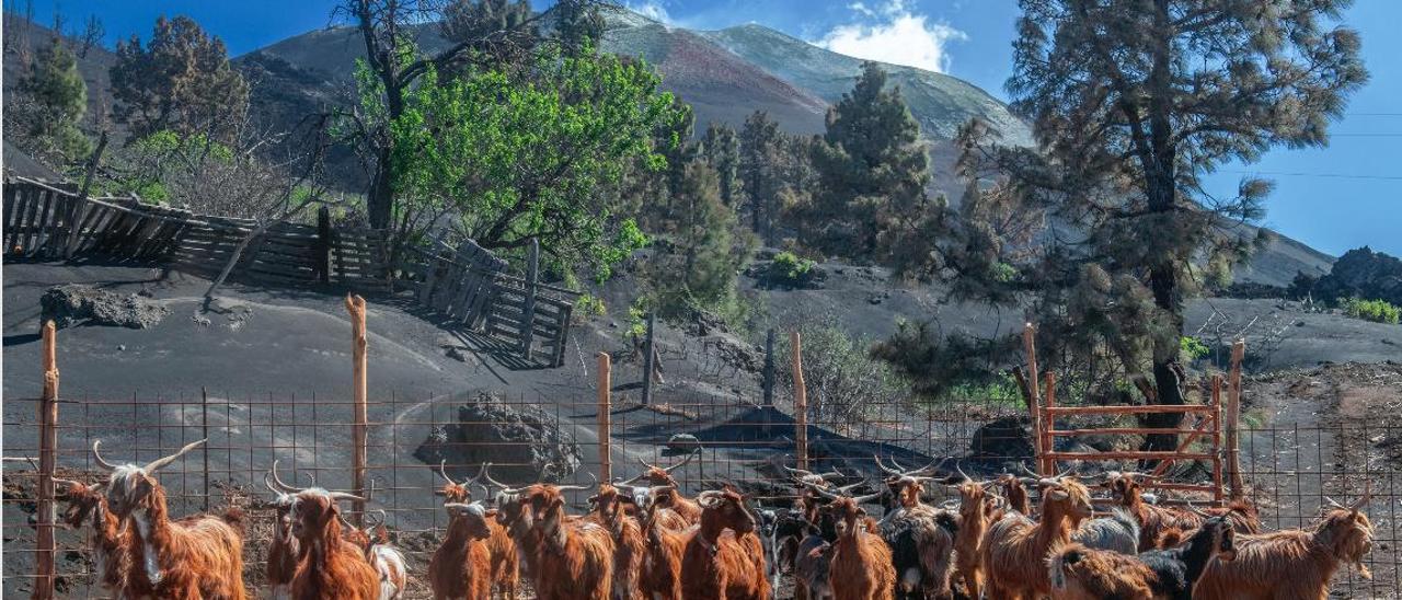 GRANJAS CABRAS LA PALMA: Las granjas de cabras sobreviven al volcán ...