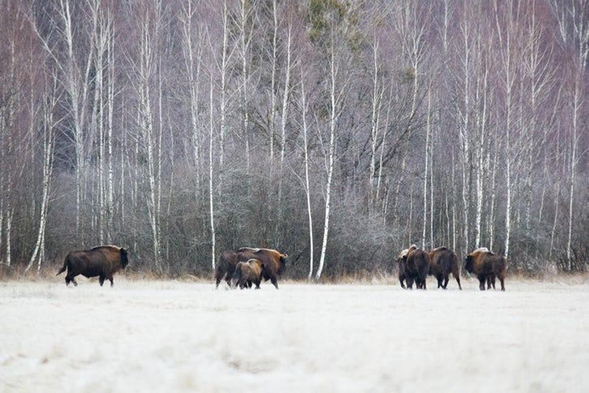 Un viaje prehistórico a Polonia en busca de los bisontes - Viajar