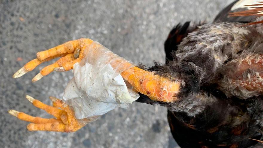 Un gallo muerto en plena calle, la enésima prueba de peleas ilegales en ...