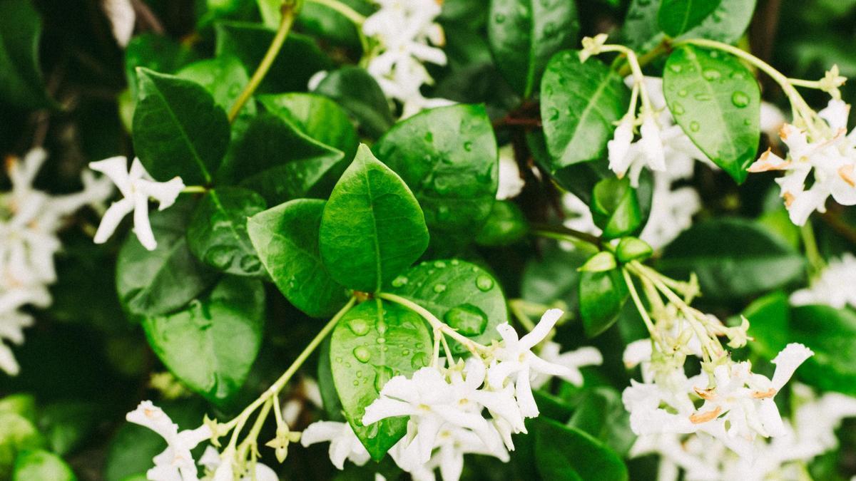 Las 10 plantas enredaderas para exterior más espectaculares ...